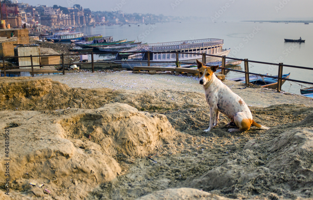 Varanasi, India: Wide angle shot of an Indian street dog sitting alone ...