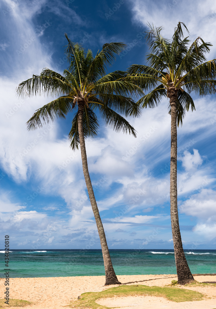 Early morning on the sandy Poipu Beach, with picturesque Coconut Palm ...