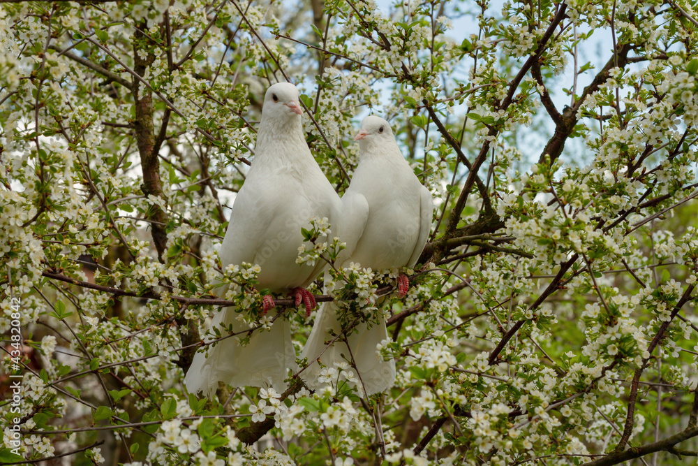 Foto de Two white doves with love. Valentine and Sweetest day concept ...