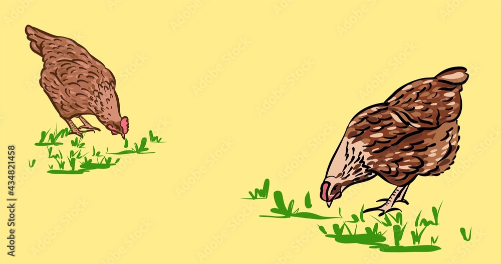 Chickens peck at the grass. Hand-drawn sketch illustration, color. The ...