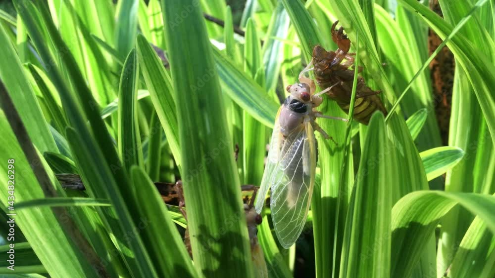 brood X cicadas emerging after 17 years and leaving their shell 素材庫影片 ...