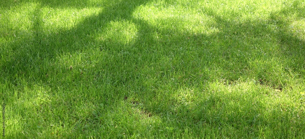 Garden Backyard Park Shady Fresh Lawn Green Wide Background Or Texture ...