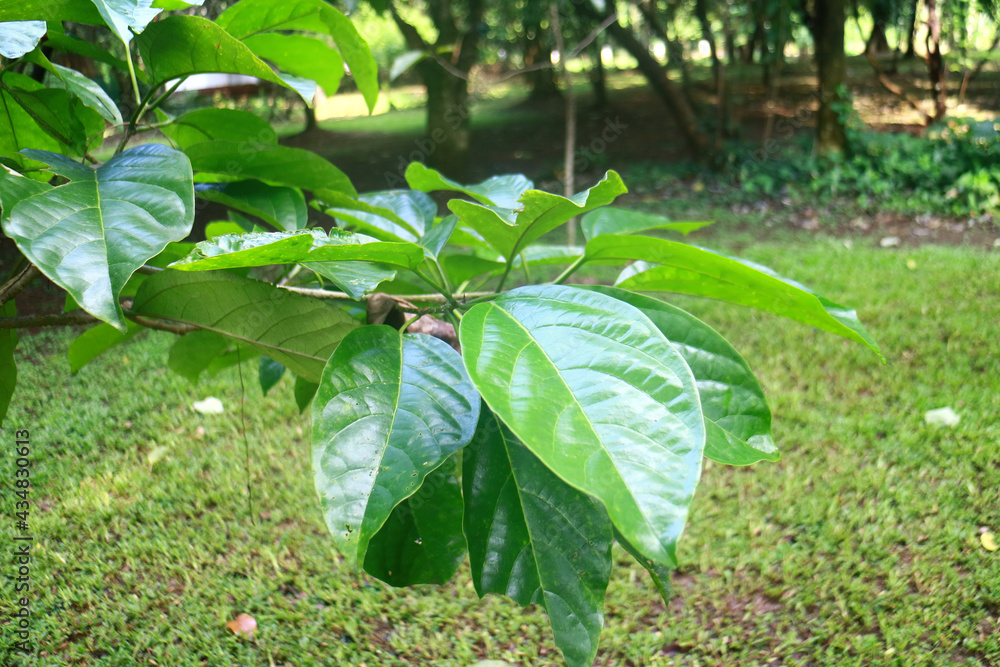 Canarium Nut or Canariym indicum tree in the garden. In Indonesia ...