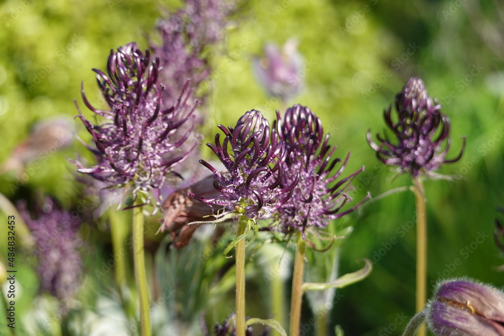 Phacelia sericea (Silky Phacelia, Blue Alpine Phacelia, or Sky-pilot ...