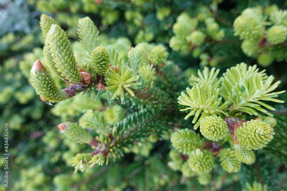 The Balsam Fir (Abies balsamea) is a small to medium-sized tree ...