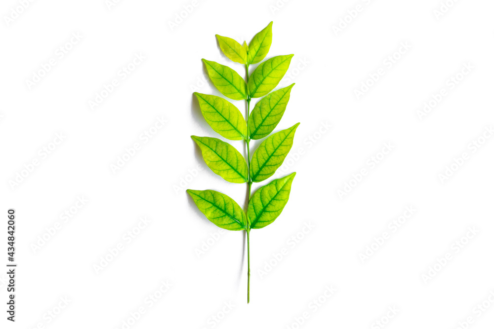 Wrightia religiosa Benth on a white background.Green leaves on white ...