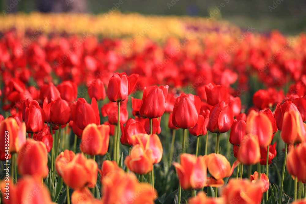 red tulip field Stock Photo | Adobe Stock