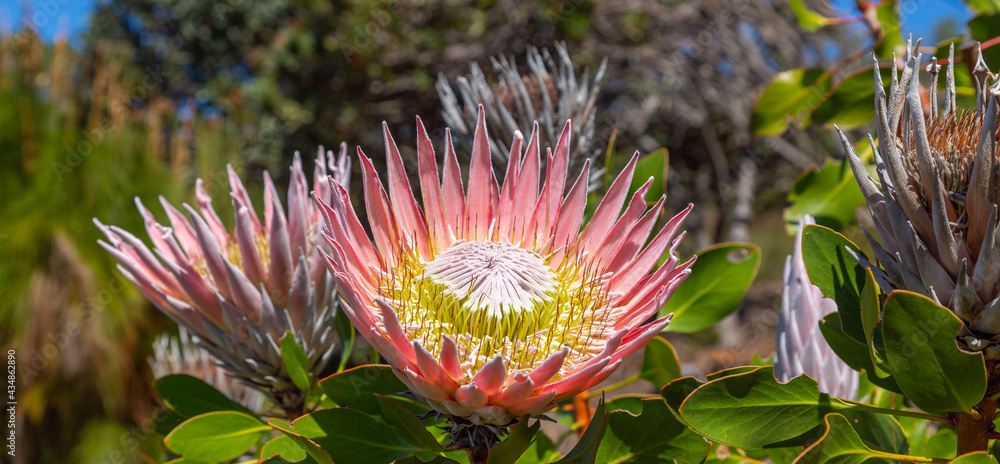 King Protea (Protea cynaroides) seen in Cape Town, South Africa Stock ...
