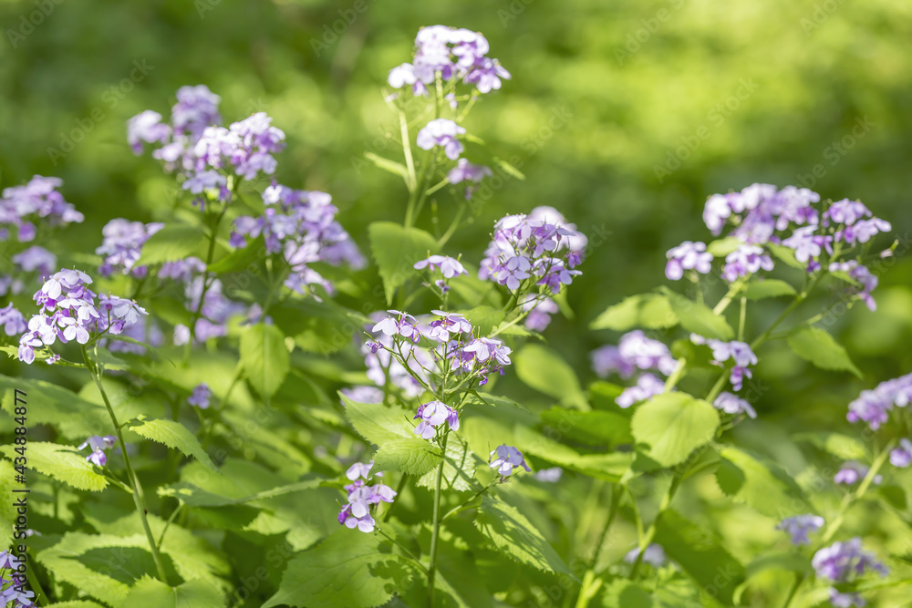 Anemonopsis macrophylla. Monotypic genus of dicotyledonous plants of ...