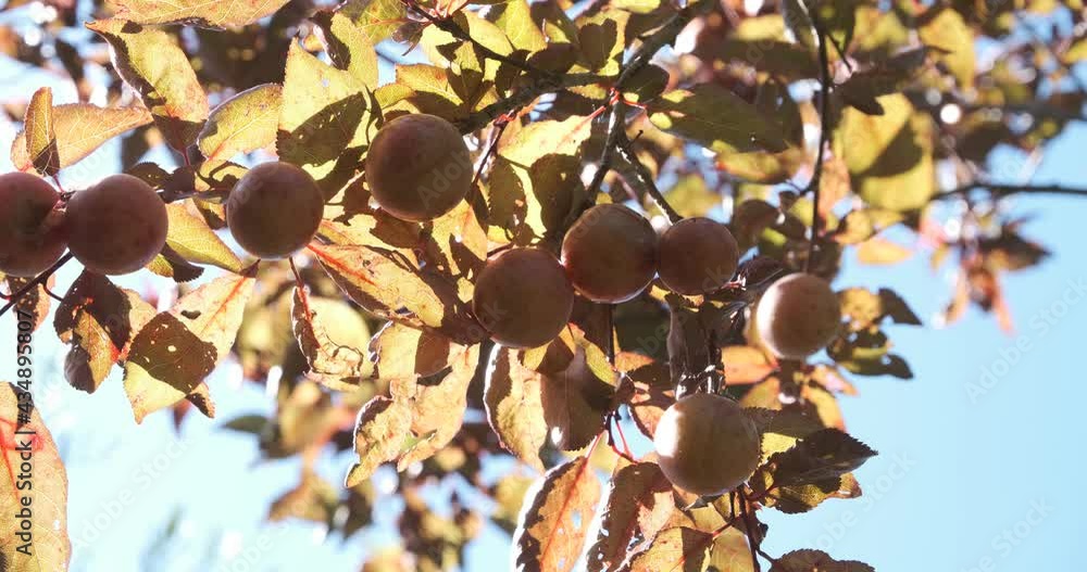Fruits of damson or Prunus spinosa on the plant.The plant is part of ...