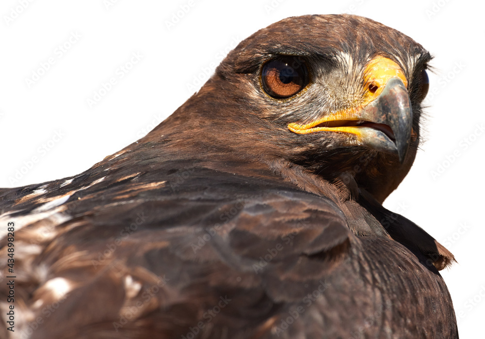 Portrait of african bird of prey, Augur Buzzard, Buteo augur, head ...