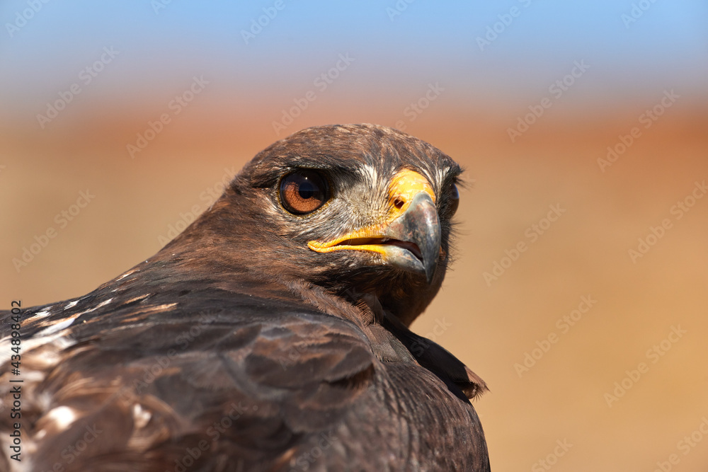 Portrait of african bird of prey, Augur Buzzard, Buteo augur, head ...