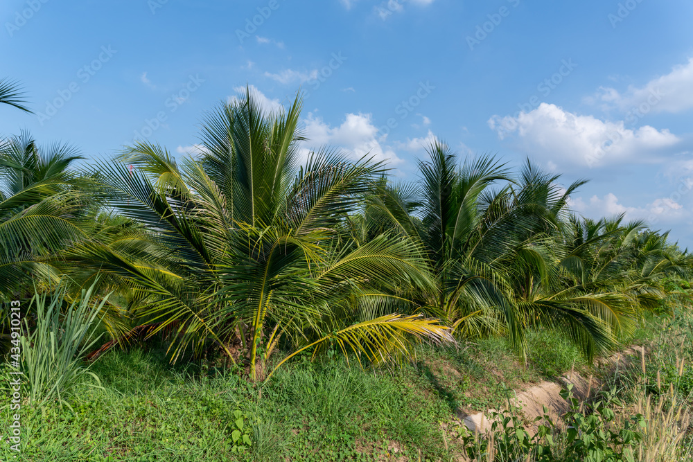 Coconut palm trees for Coconut juice, Drink coconut water, Beautiful ...