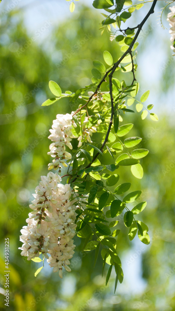 Racimo de flores blancas en ramas de árbol Stock Photo | Adobe Stock