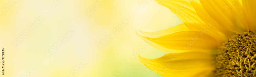 Nature of sun flower in garden using as cover page background natural ...
