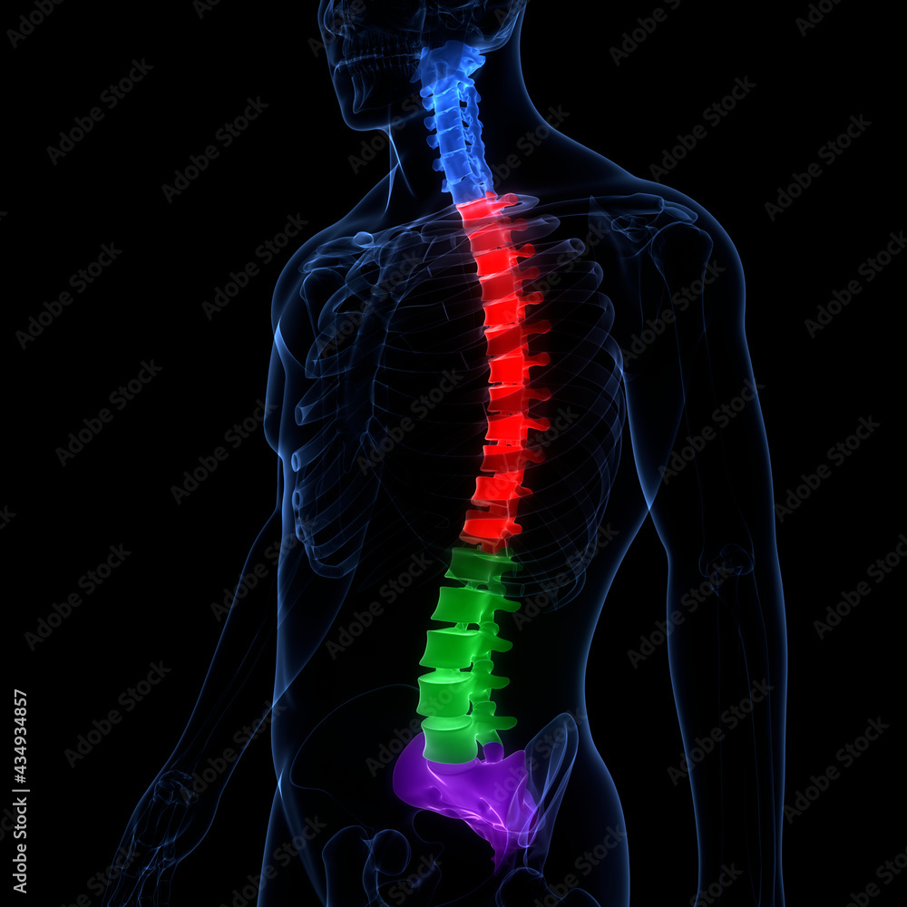 Spinal Cord Vertebral Column of Human Skeleton System Anatomy Stock ...