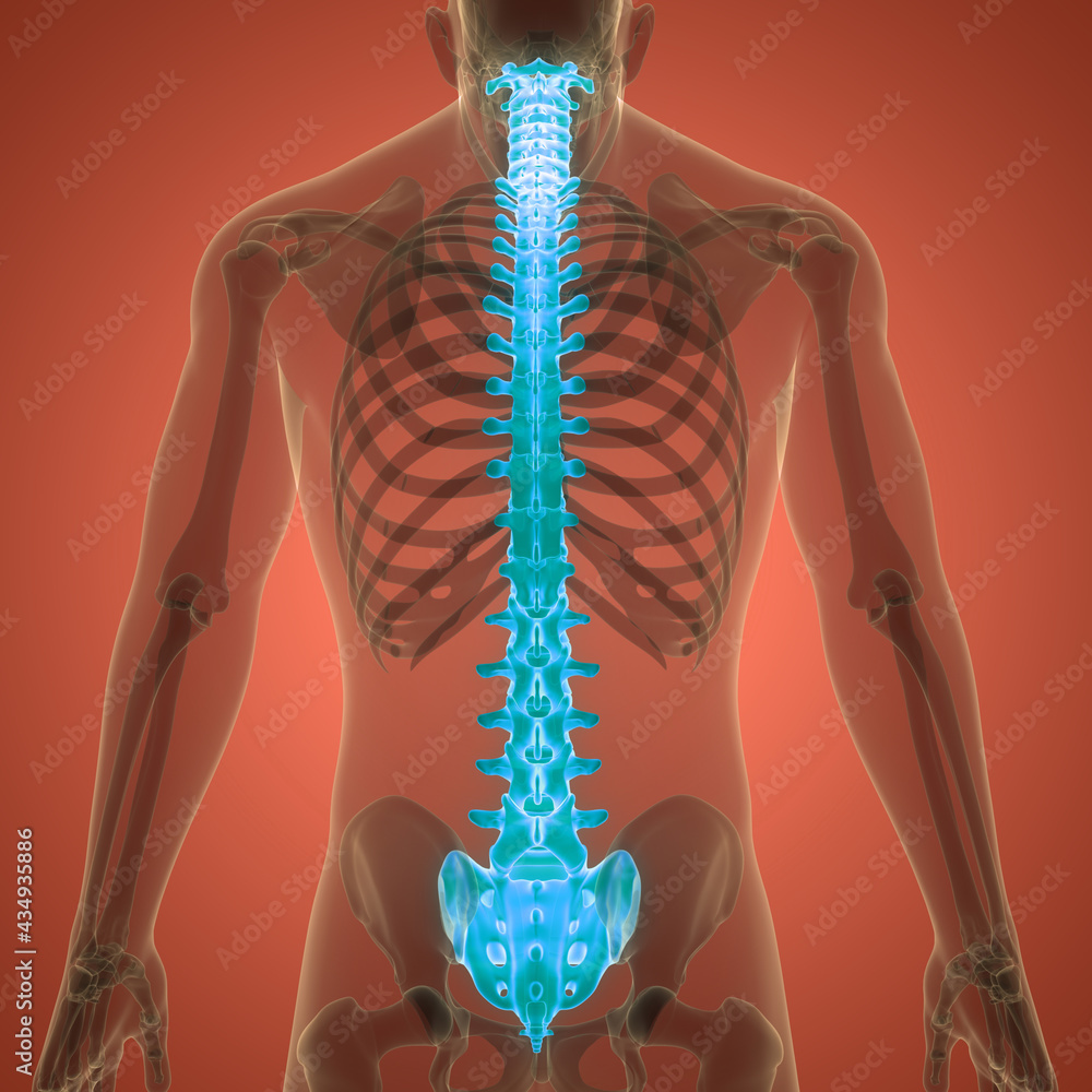 Spinal Cord Vertebral Column of Human Skeleton System Anatomy Stock ...