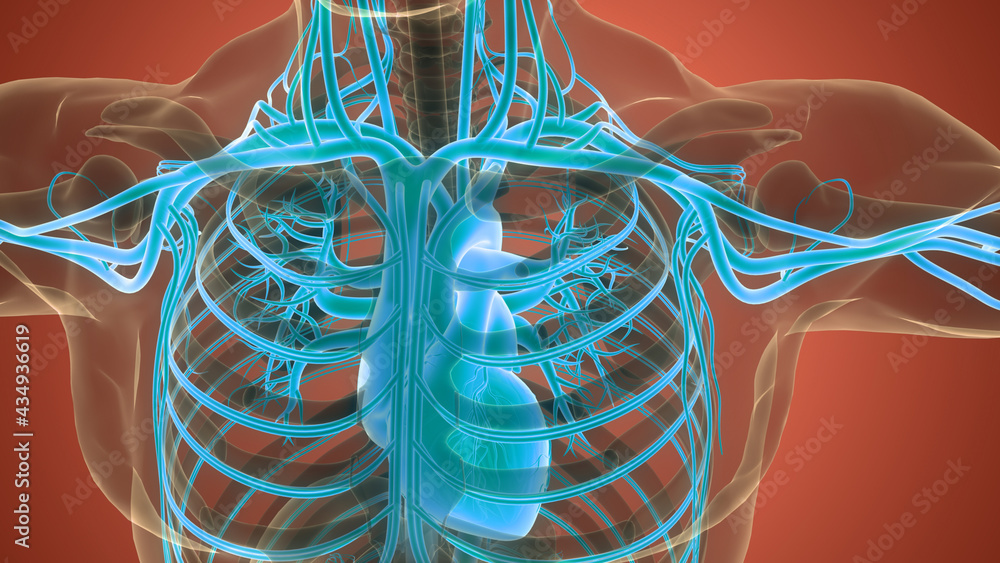 Human Circulatory System Heart Anatomy Stock Illustration | Adobe Stock