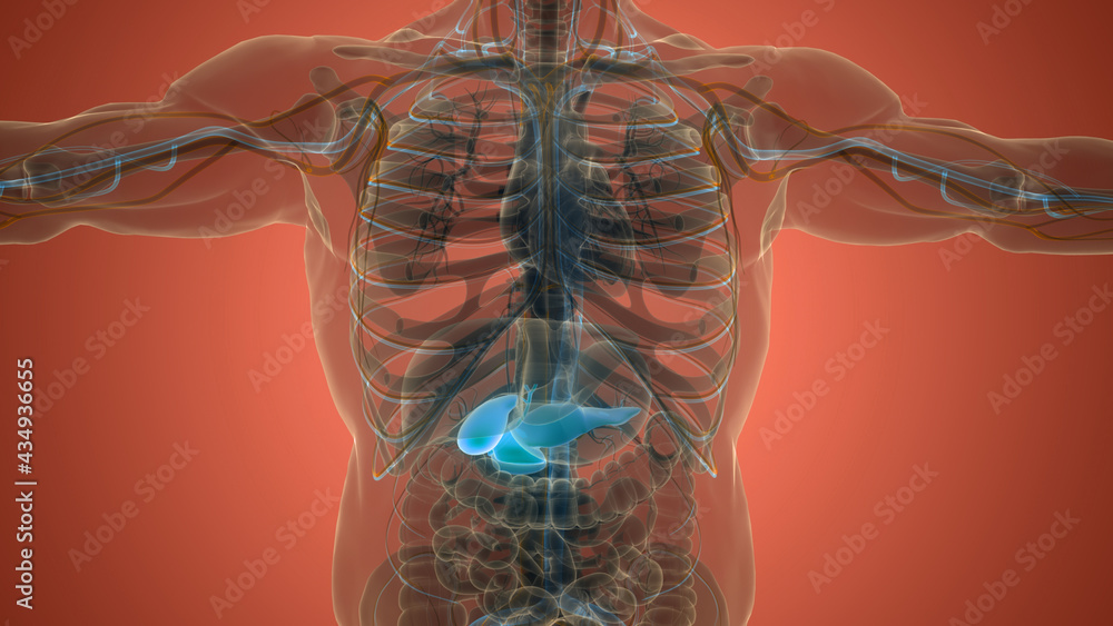 Human Internal Organs Pancreas with Gallbladder Anatomy Stock ...
