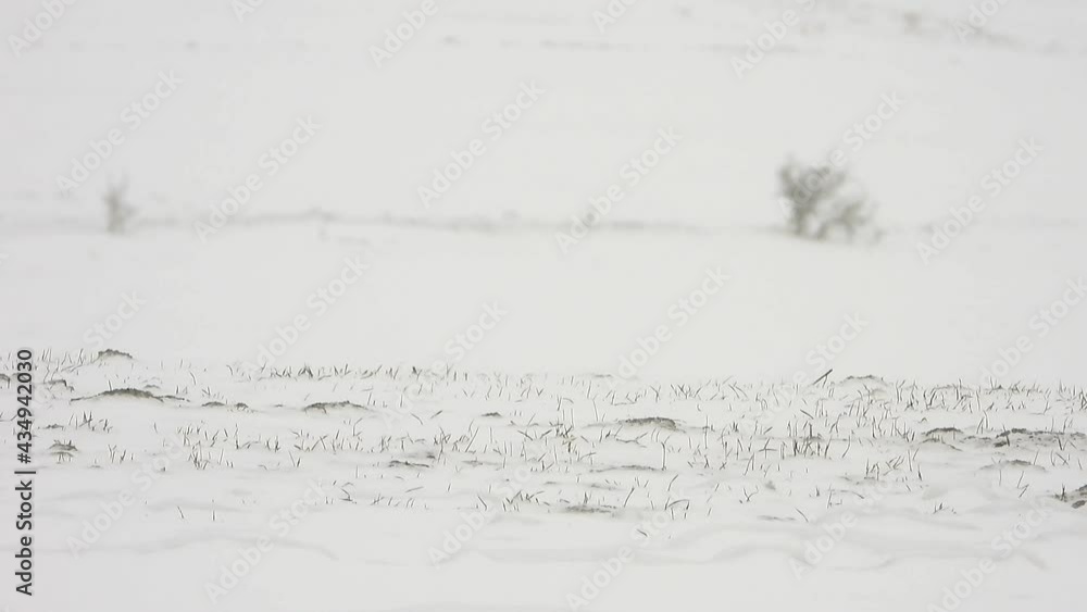 Winter season in treeless snowy plain in hard continental climate.Snow ...