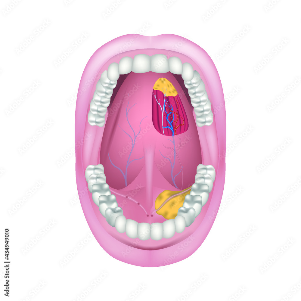 the bottom of the mouth. Salivary ducts of the salivary glands ...