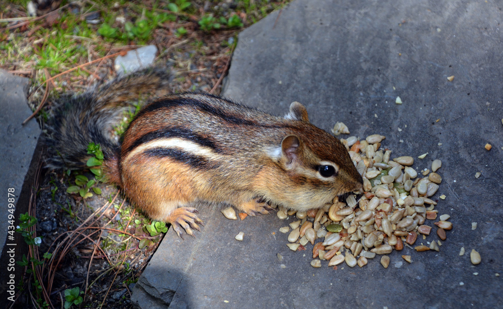 The eastern chipmunk (Tamias striatus) is a chipmunk species found in ...