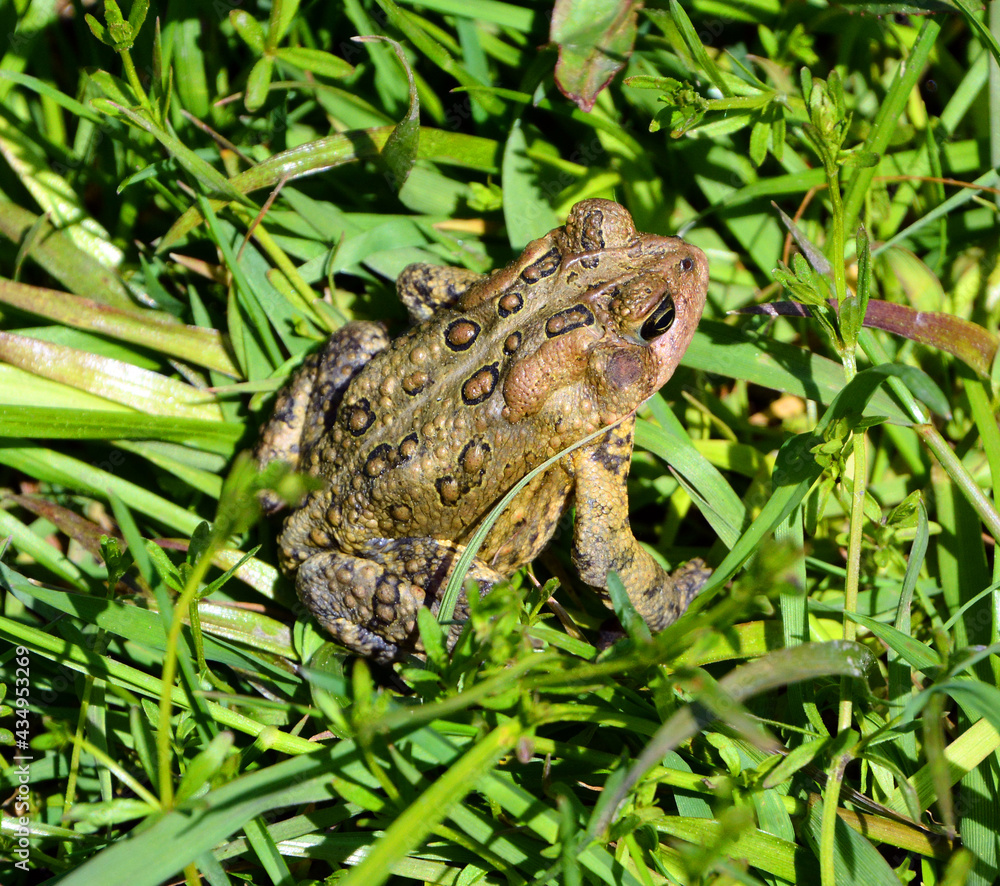 Toad is a common name for certain frogs, especially of the family ...