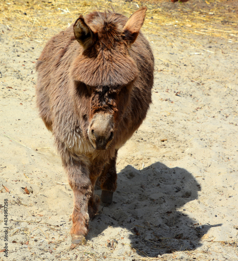 The donkey or ass (Equus africanus asinus) is a domesticated member of ...
