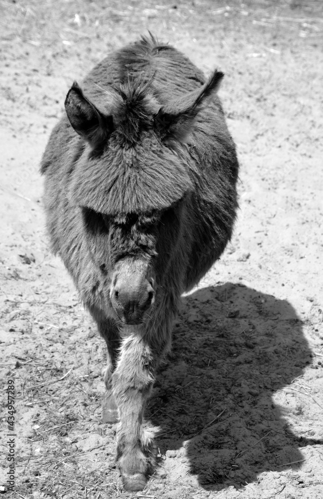 The donkey or ass (Equus africanus asinus) is a domesticated member of ...