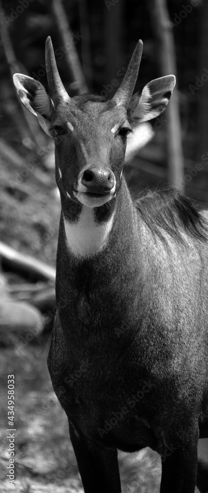 Nilgai (Boselaphus tragocamelus) (blue cow) is the largest Asian ...