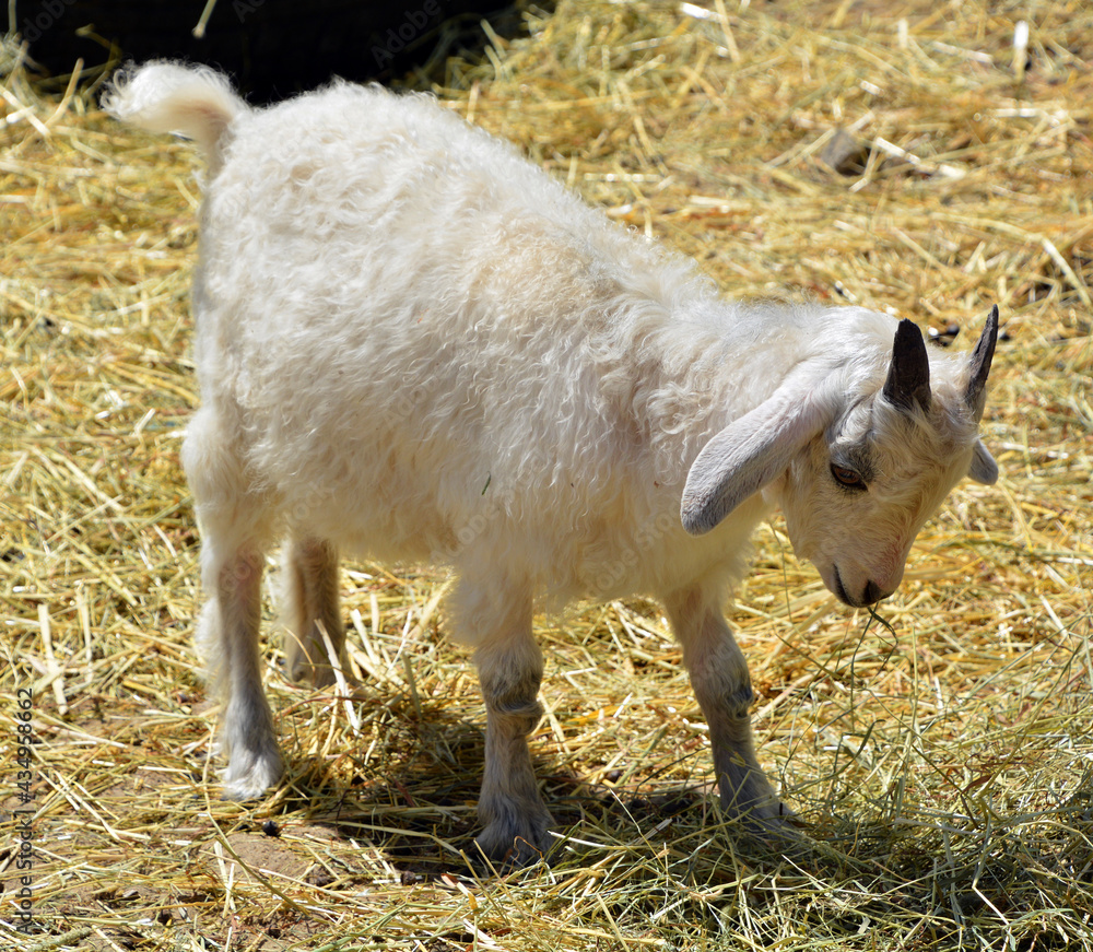 The Angora ram is a breed of domesticated goat, historically known as ...