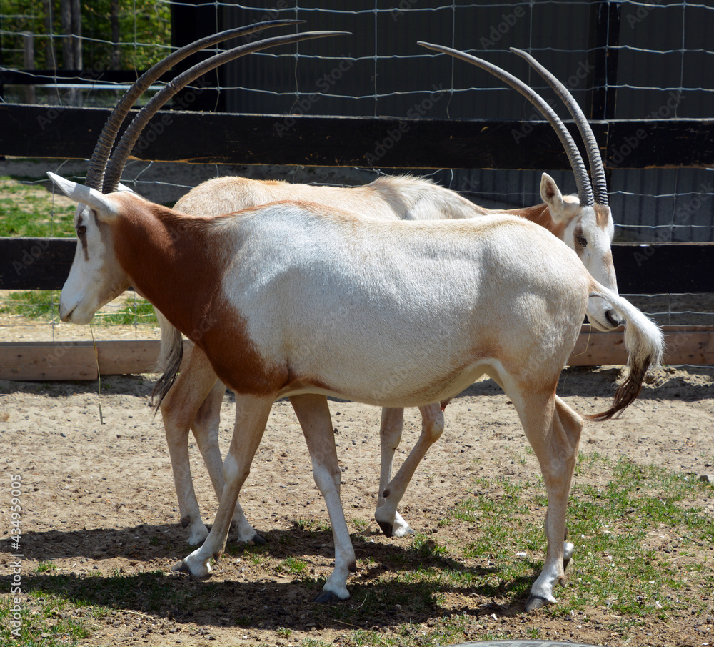 Addax, also known as the white antelope and the screwhorn antelope, is ...