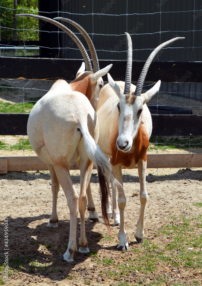 Addax, also known as the white antelope and the screwhorn antelope, is ...