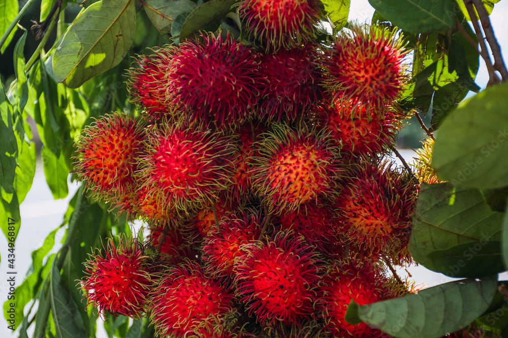 Lichas rojas también conocidas como Nephelium lappaceum en su planta ...