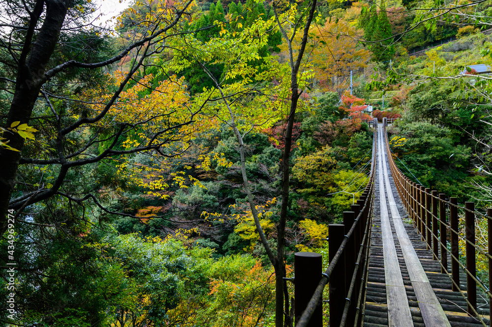 日本の秘境紅葉「川辺川・樅木の吊橋」上段：あやとり橋から撮影 「五家荘」標高1300m～1700m Japan's unexplored ...