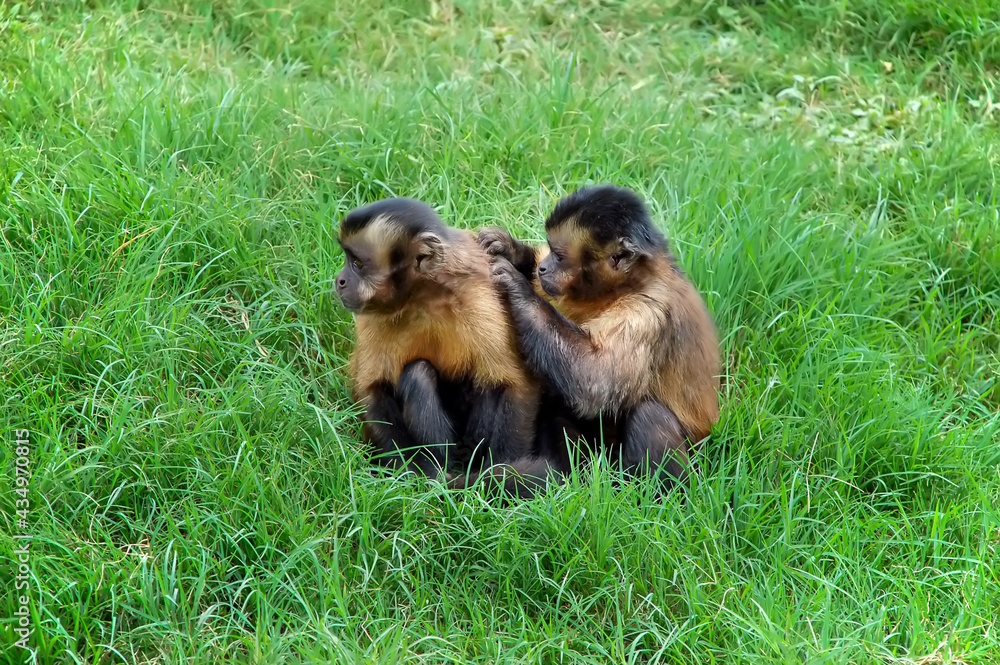 Two tufted capuchin social grooming in a grass field sitting in nature ...