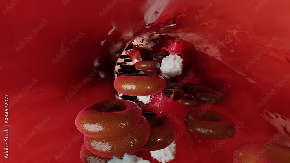 Red blood cells flow inside an artery, viewed from the transverse ...