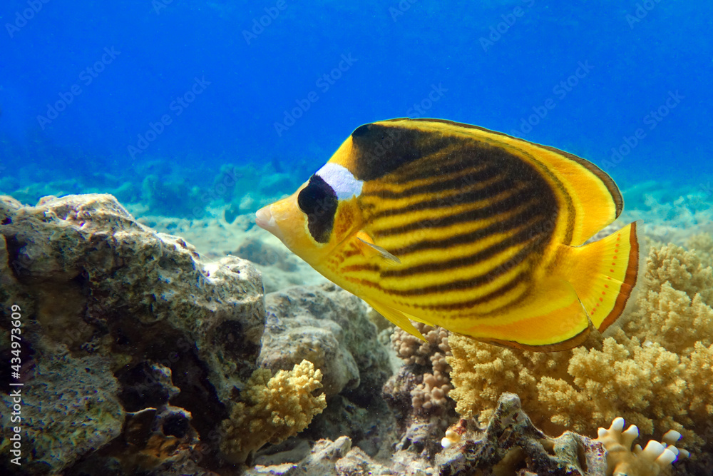 Coral fish - Red sea Raccoon butterfly fish ( Chaetodon fasciatus ...