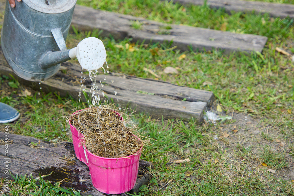 persona regando con regadera una maceta con semillas de verduras Stock ...
