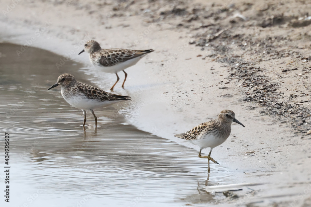 Baird Sandpiper on beach in groups or singles, digging for food (insect ...