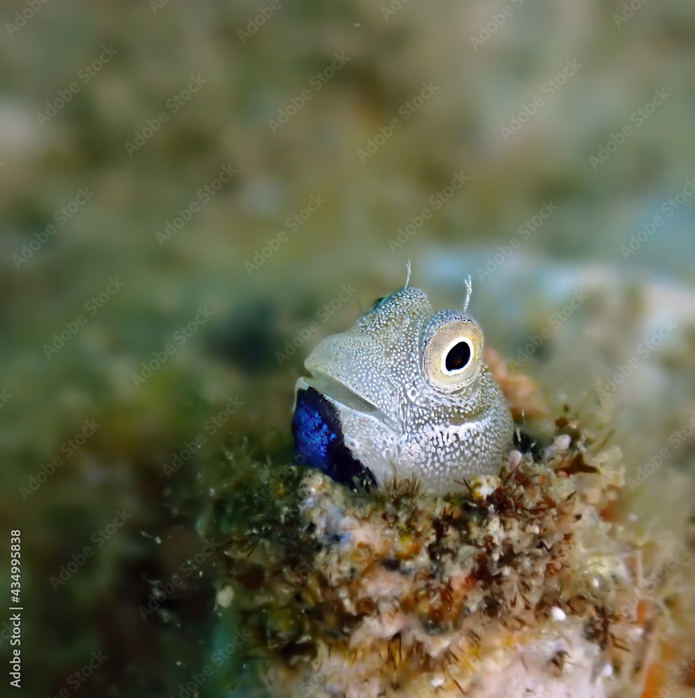 Foto de Small coral fish from the family Blennidae in a shelter on the ...