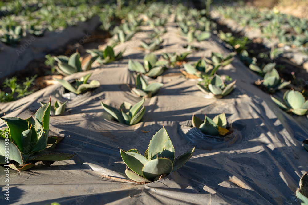 Crecimiento de las plantas de lechuguilla para la elaboración de la ...