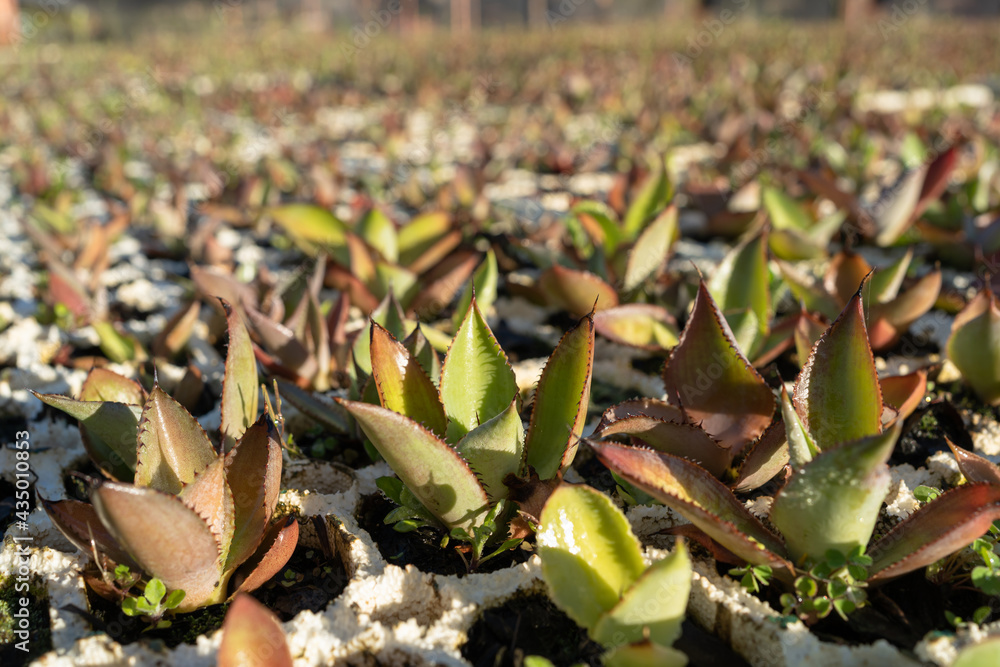 Plantas de lechuguilla para la elaboración de la bébida alcohólica ...