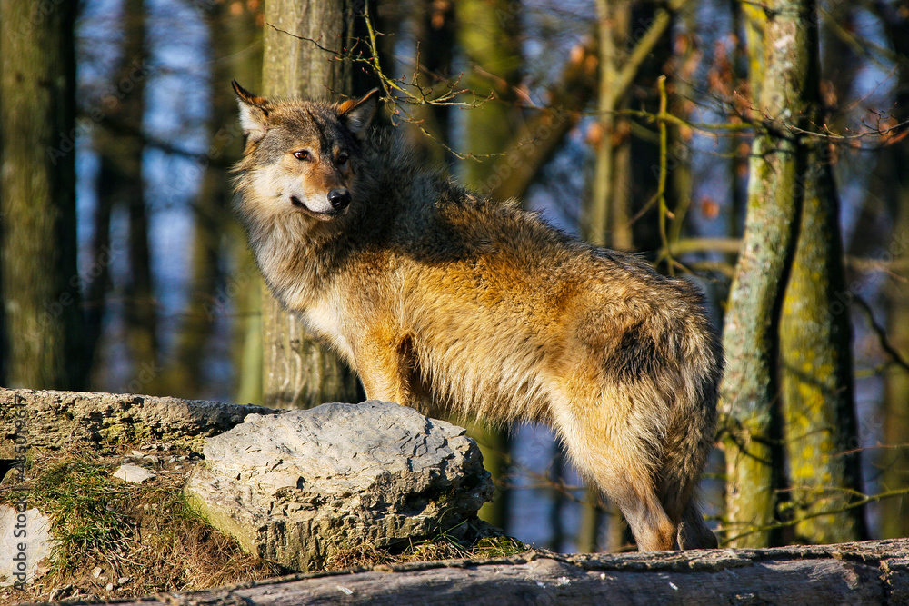 Wolf Stock Photo | Adobe Stock