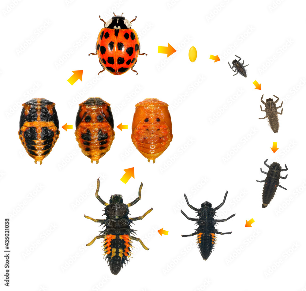 Ladybug (ladybird), Harmonia axyridis (Coleoptera: Coccinellidae). Life ...