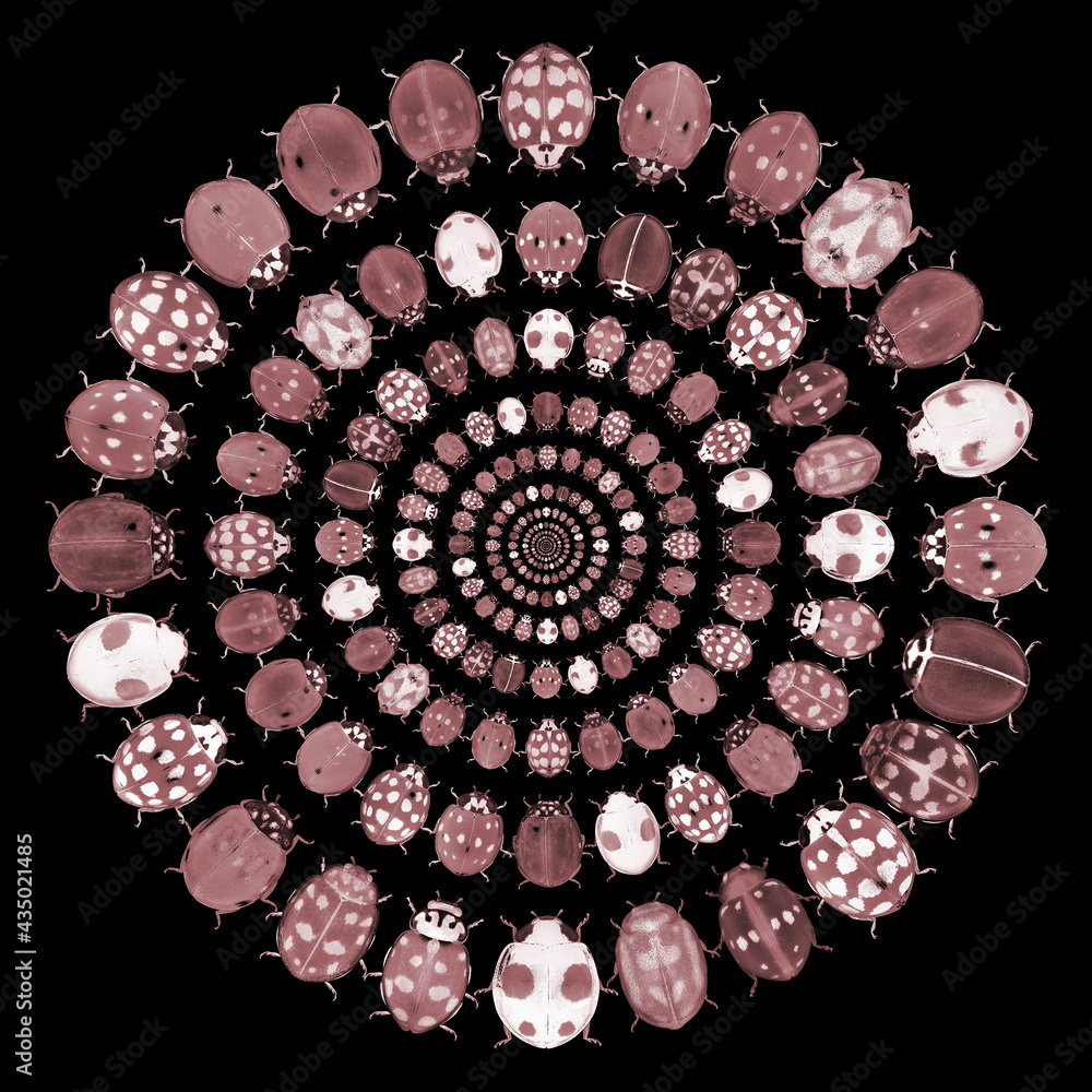 Beetles. Circular design with ladybugs (ladybird beetles) (Coleoptera ...