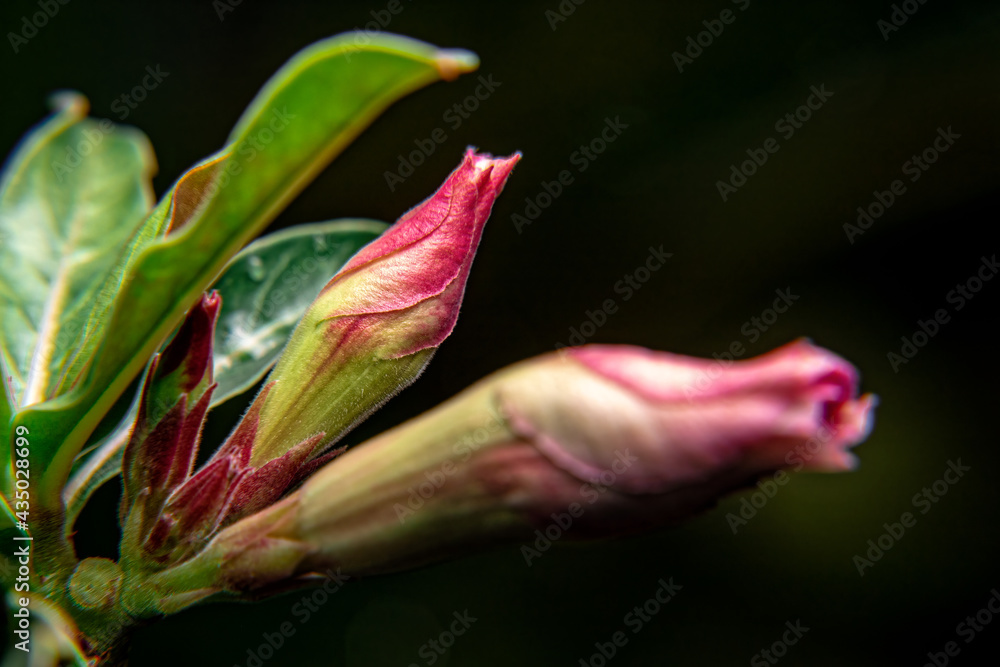 Beautiful Adenium obesum adenium desert rose flower. with black, dark ...