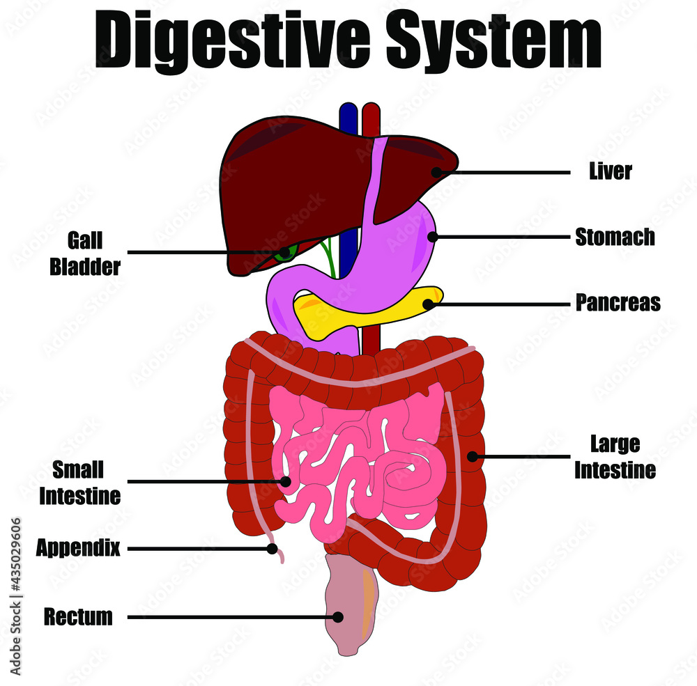 Human Digestive System 3D in animated color with labels for education ...