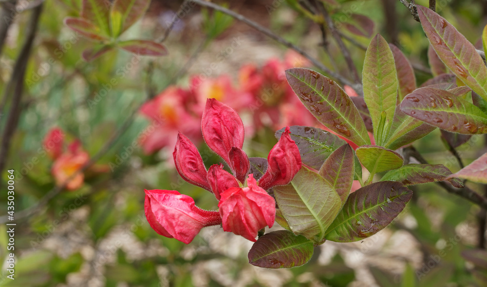 Rhododendron Azalea knaphill or Exbury 'Berry Rose' with salmon pink to ...