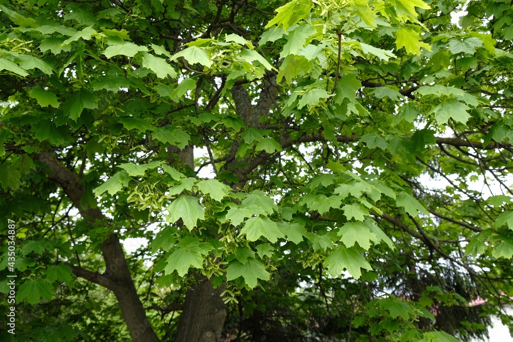 Acer tree in spring. Bunches of fruits of Acer platanoides, also known ...
